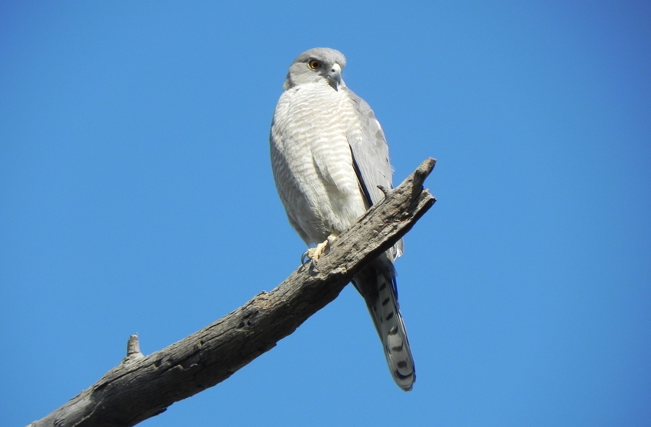 The Story Behind SheiKra at Busch Gardens. How SheiKra was Florida’s ...