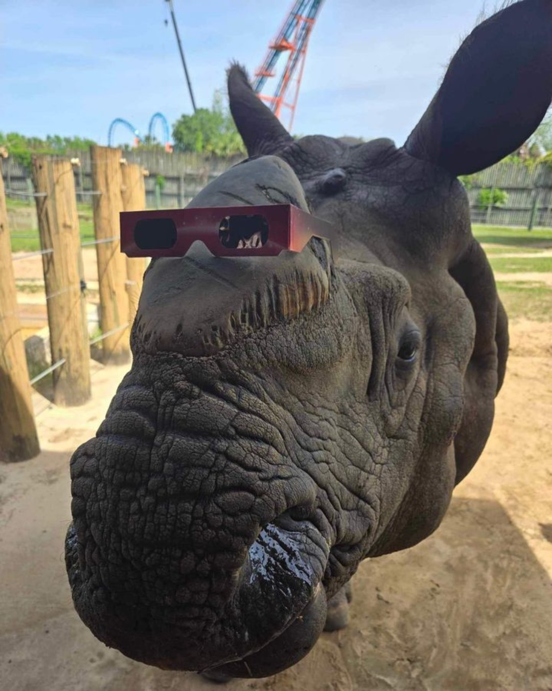 Total Eclipses at Wild Adventures in 2045 and 2052! | BGT Safari