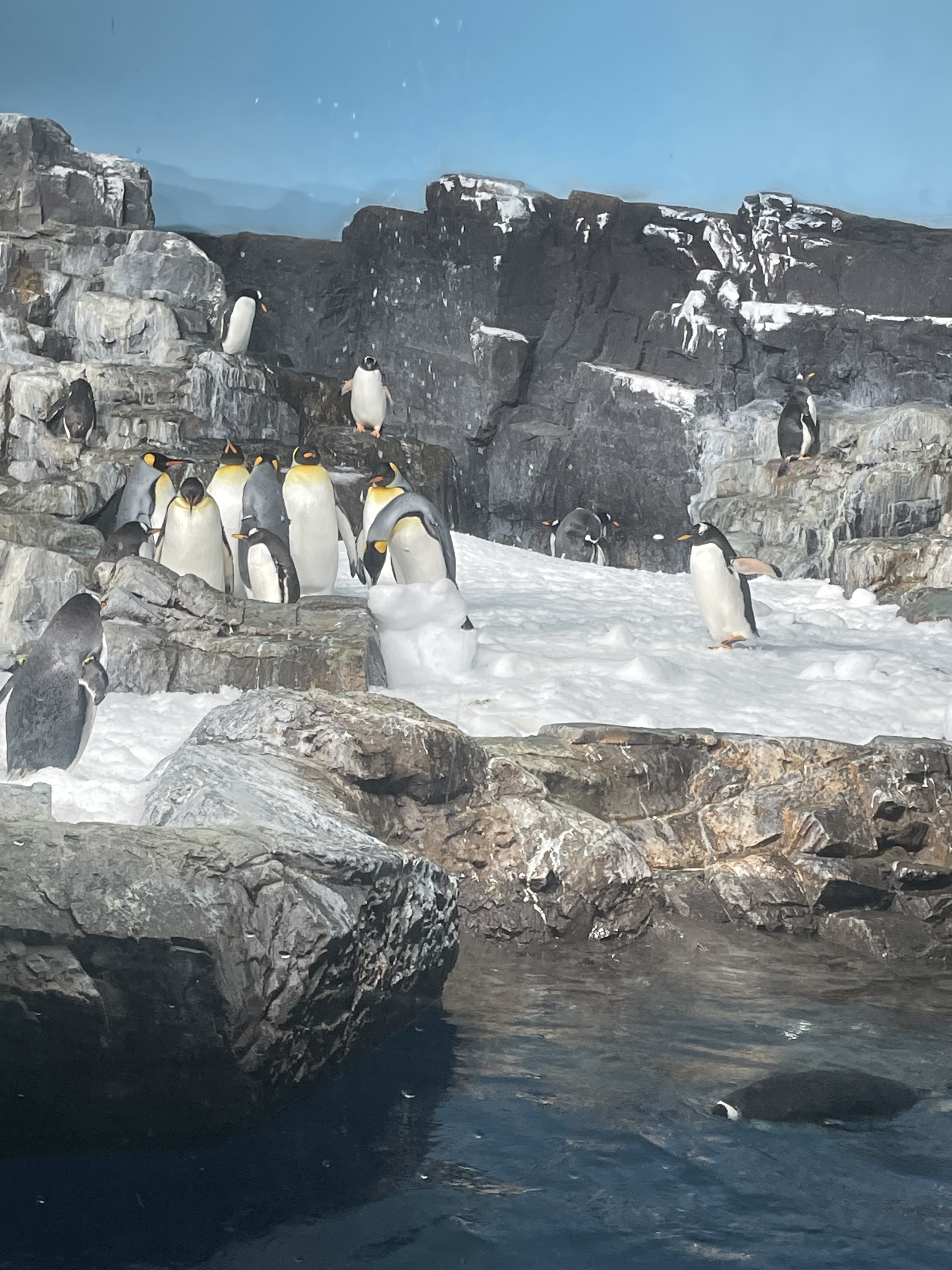 Review of Awesome and Affordable Penguin Encounter at Sea World San ...